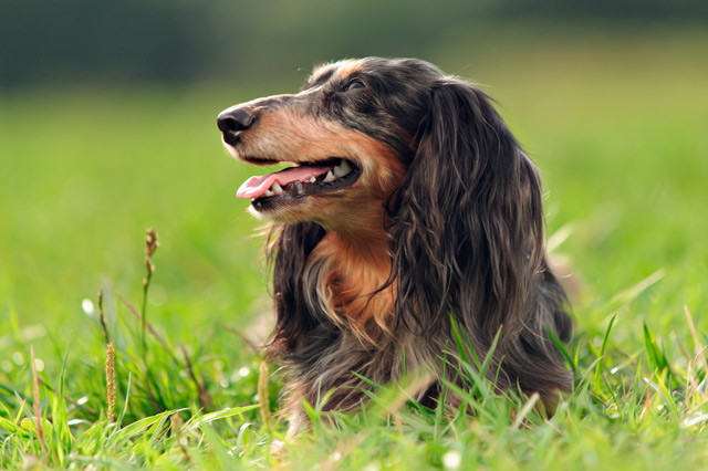 Dackel (Langhaar) - allekleinehunderassen.de