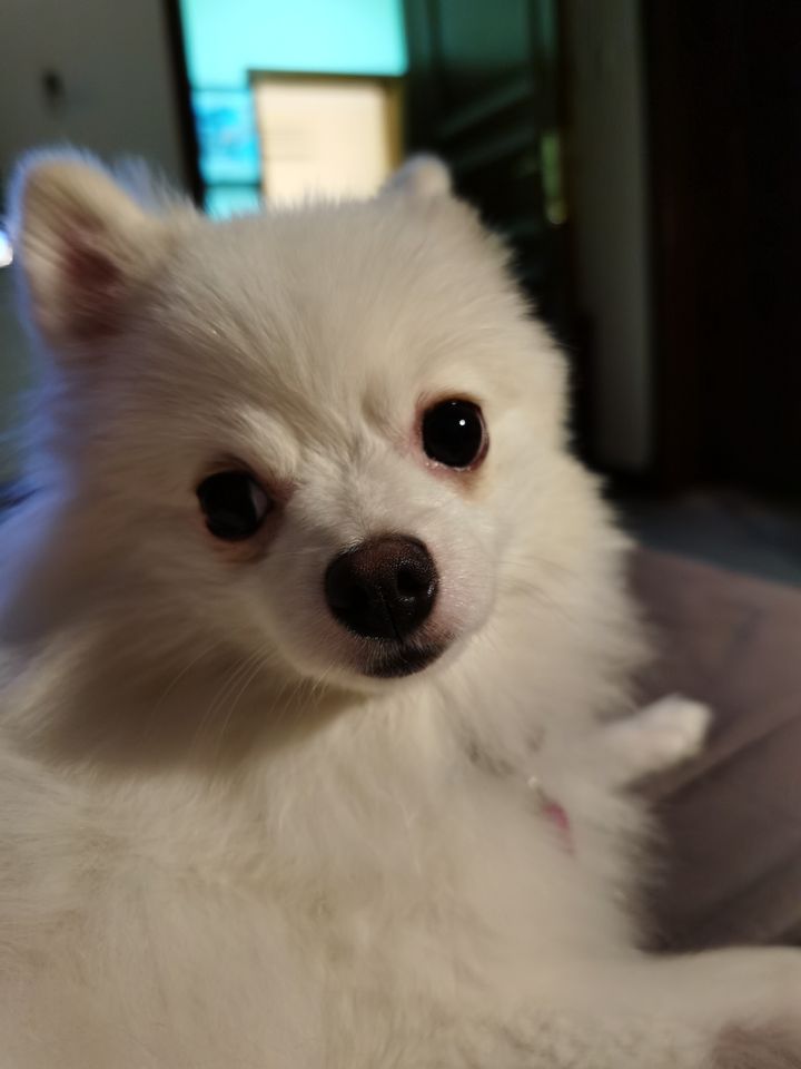 Pomeranian: Hunderassen-Infos, Bilder, Charakteristik,